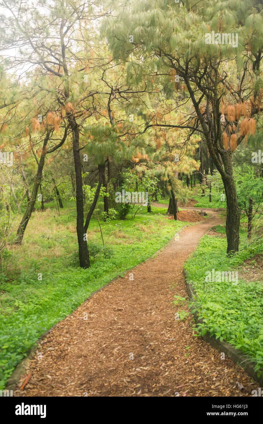 A path between the trees in the middle of the woods Stock Photo - Alamy