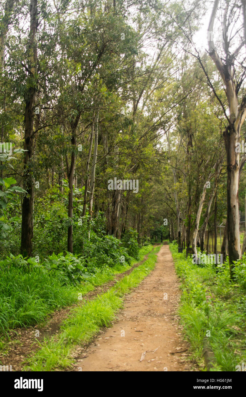 Grass path between trees hi-res stock photography and images - Alamy