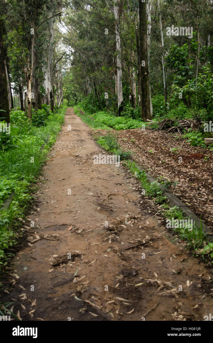 A path between the trees in the middle of the woods Stock Photo - Alamy