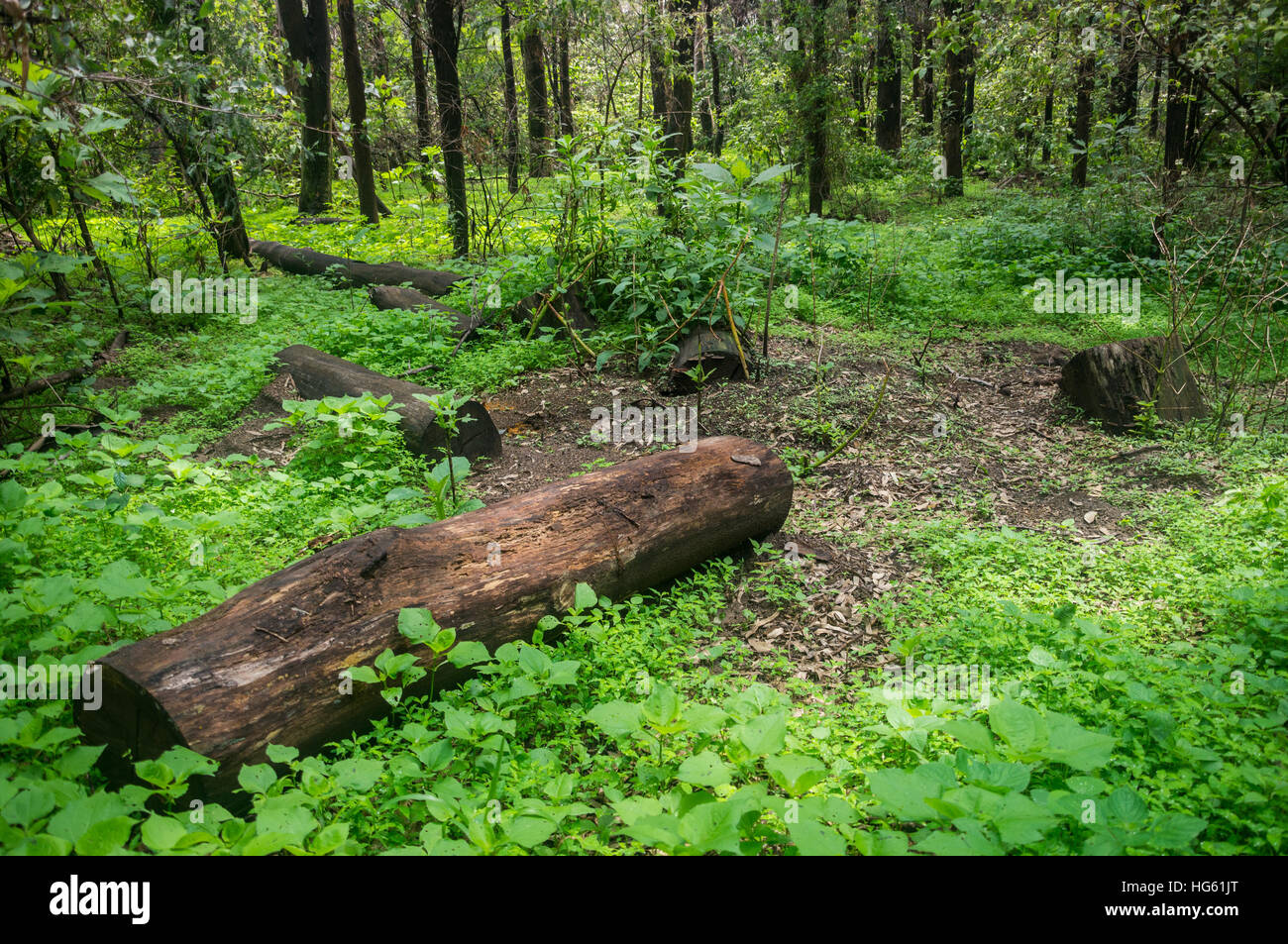 A clearing between trees in the middle of the woods Stock Photo - Alamy