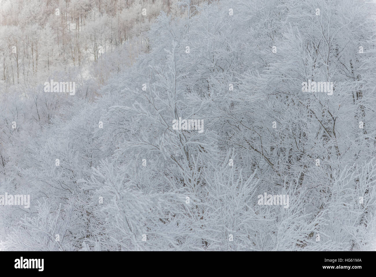 Winter landscape in the Mount Zao that located on the Yamagata-Miyagi ...