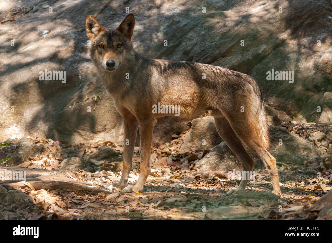 Indian Wolf Prey High Resolution Stock Photography and Images - Alamy