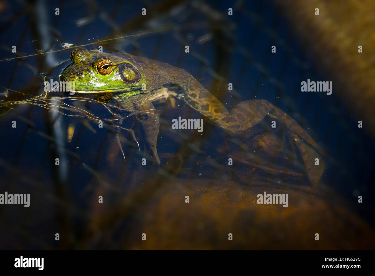 Frog Dissection Stock Photos & Frog Dissection Stock Images - Alamy