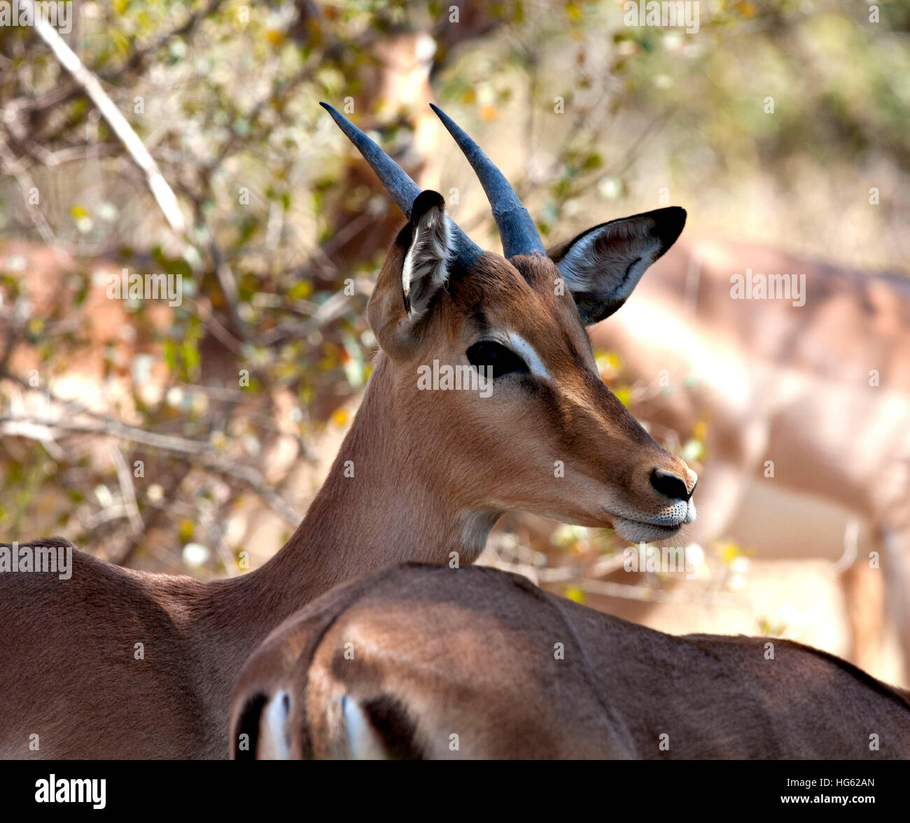 Impala in trees hi-res stock photography and images - Alamy