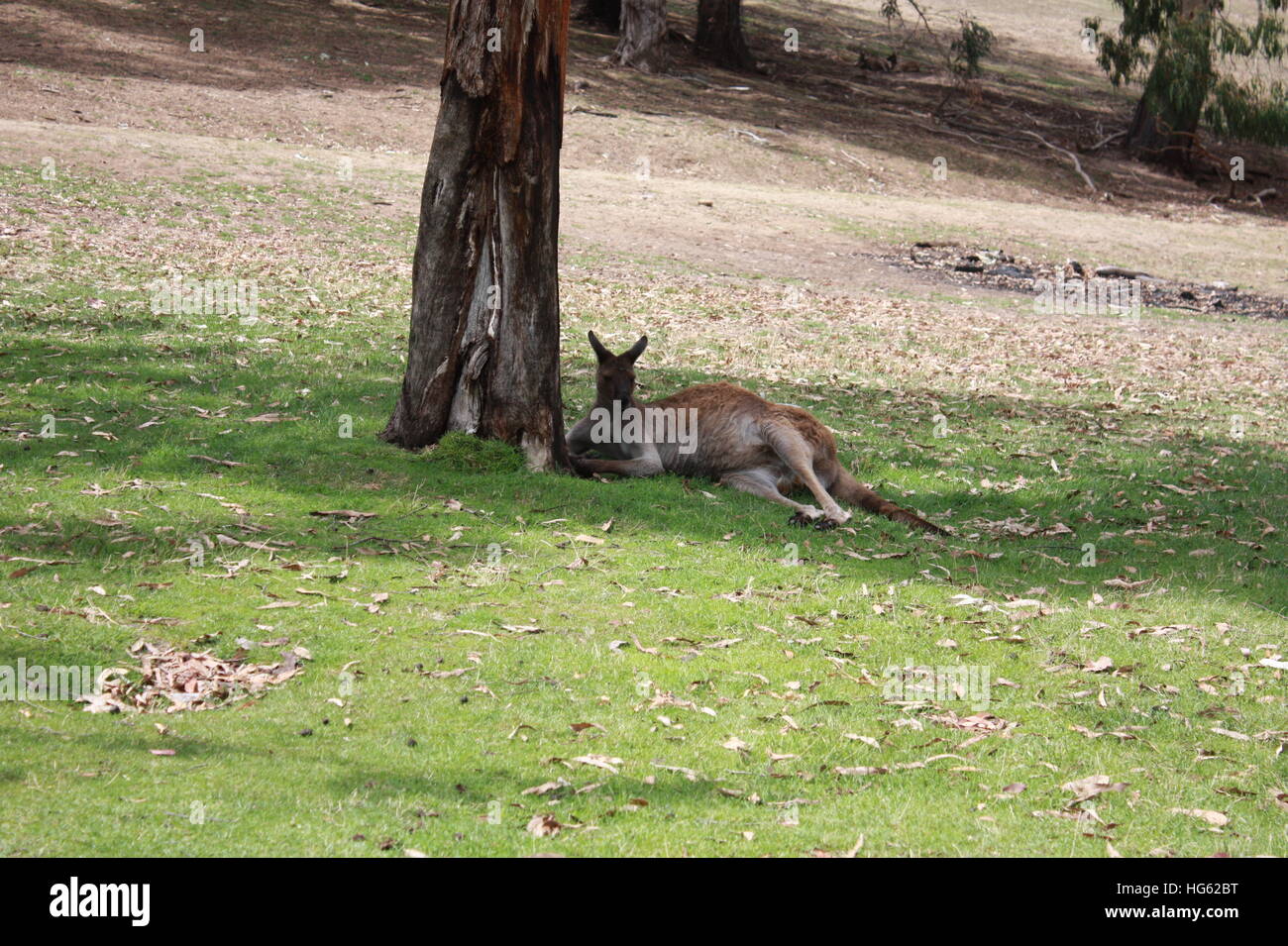 Red kangaroo australia hi-res stock photography and images - Alamy