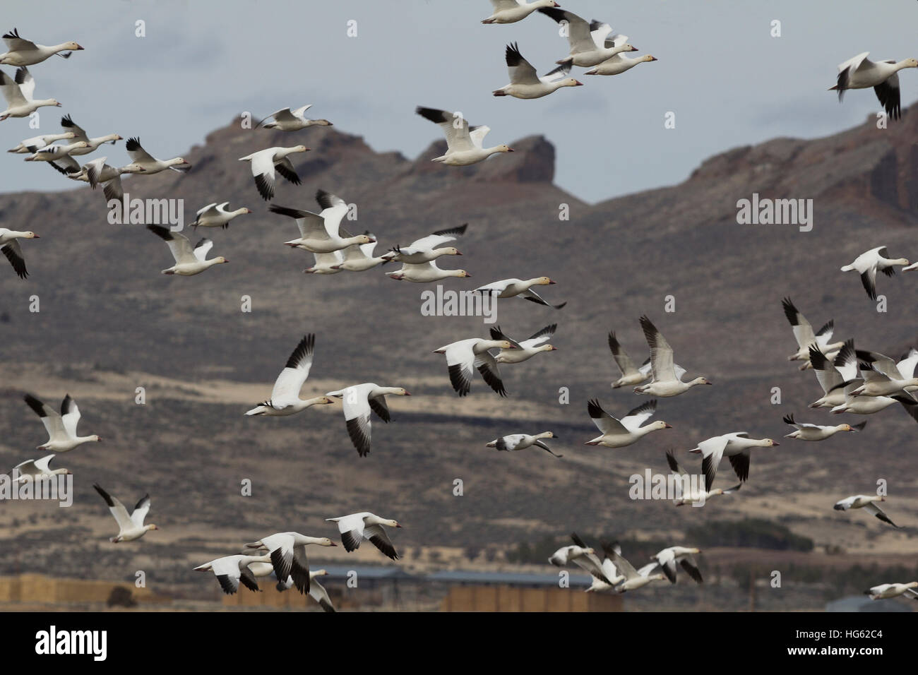 Flock of Snow Geese in flight during migration Stock Photo - Alamy
