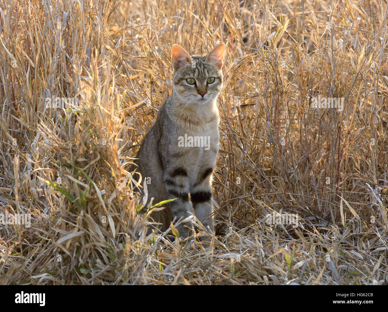 Wild Cat in Kruger National Park Stock Photo - Alamy