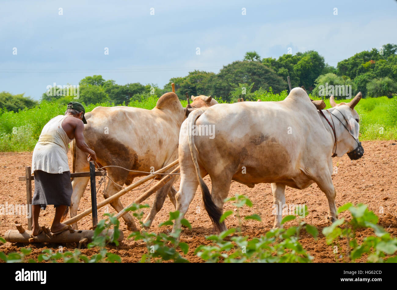 Farmer oxen ploughing rice field hi-res stock photography and images ...