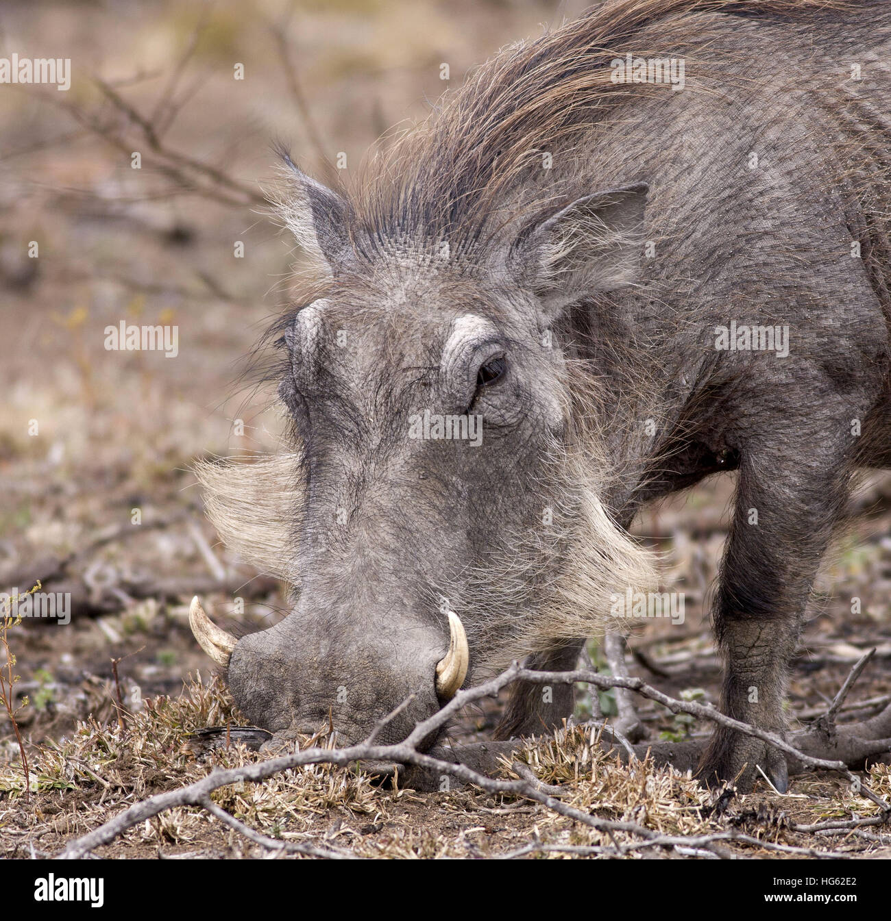 Wart Hog foraging for food Stock Photo - Alamy