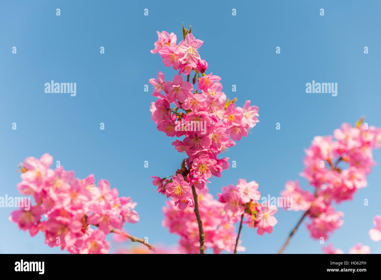 Pink Cherry Blossoms in Full Bloom,Japan Stock Photo - Alamy