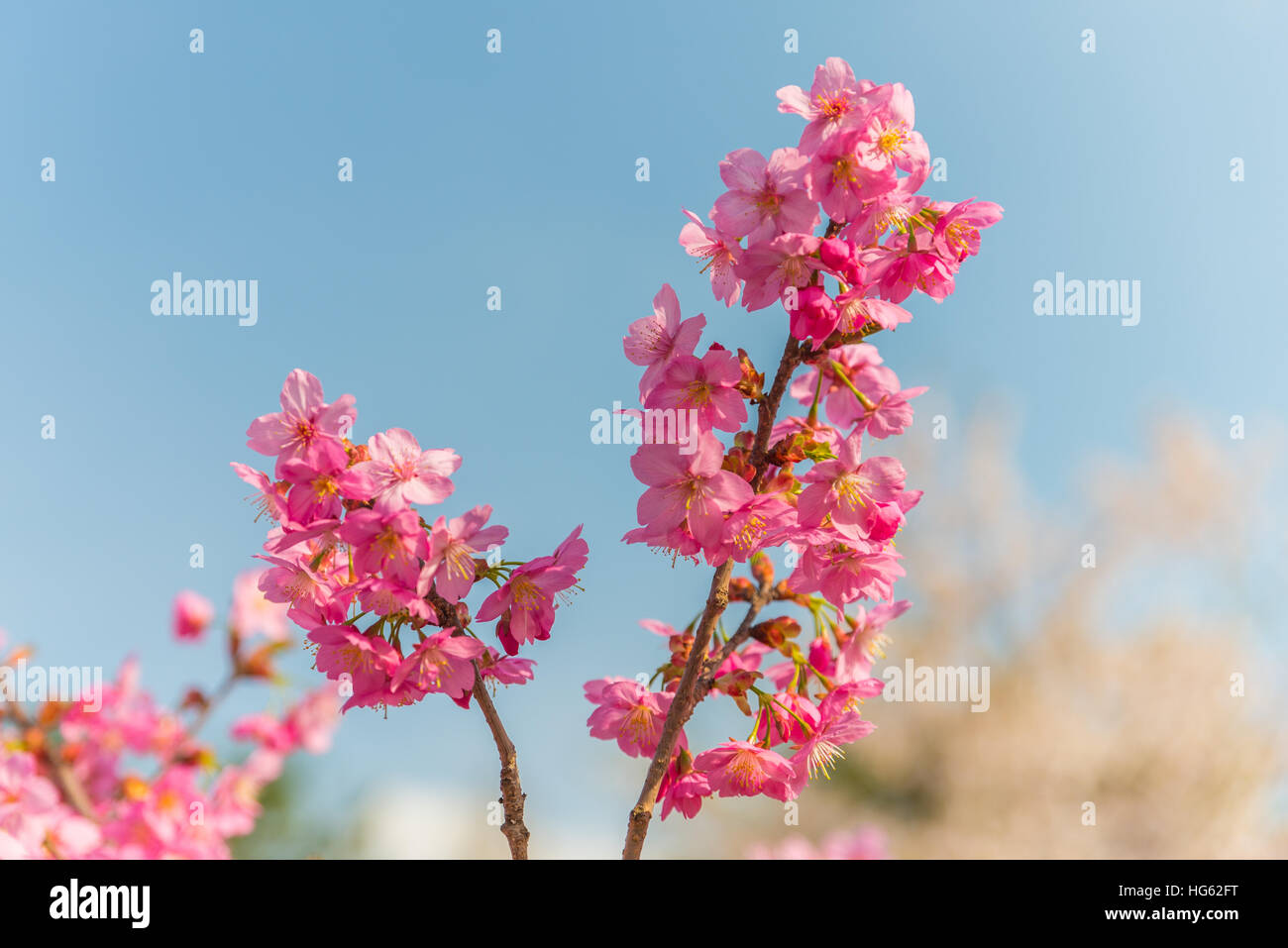 Pink Cherry Blossoms in Full Bloom,Japan Stock Photo - Alamy