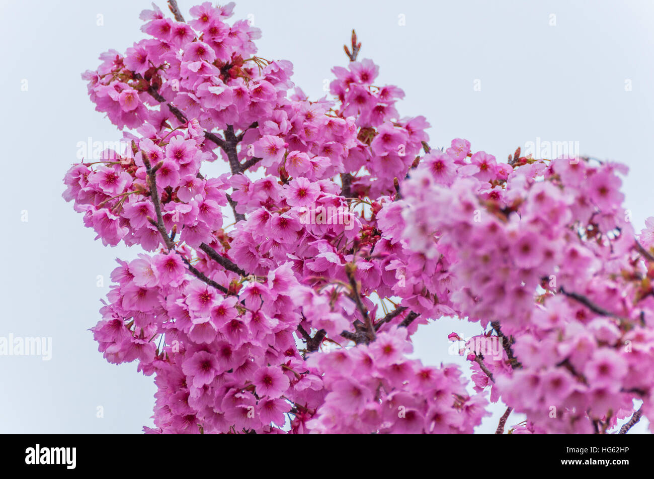 Pink Cherry Blossoms in Full Bloom,Japan Stock Photo - Alamy