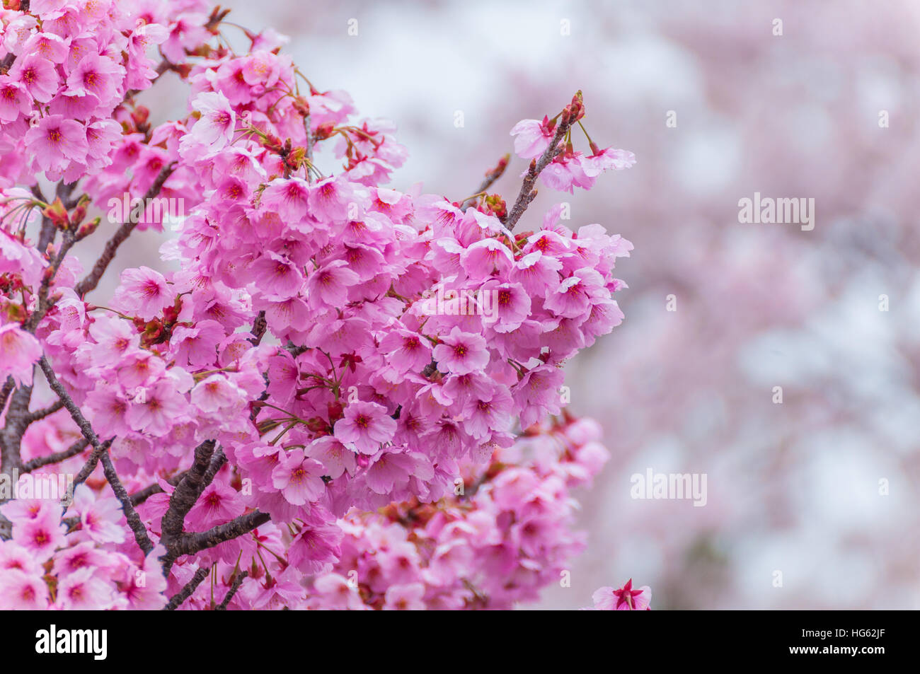 Pink Cherry Blossoms in Full Bloom,Japan Stock Photo - Alamy