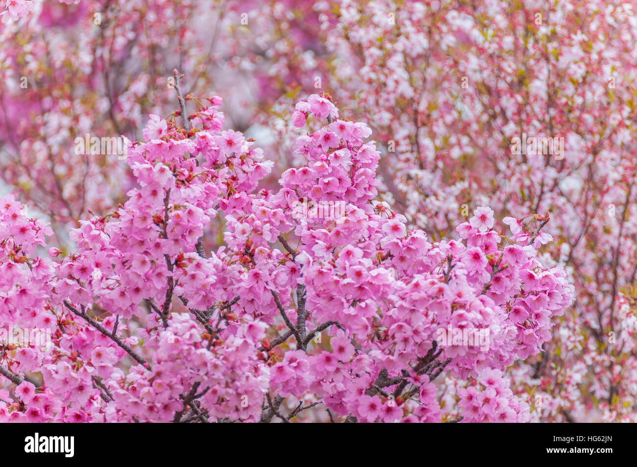 Pink Cherry Blossoms in Full Bloom,Japan Stock Photo - Alamy