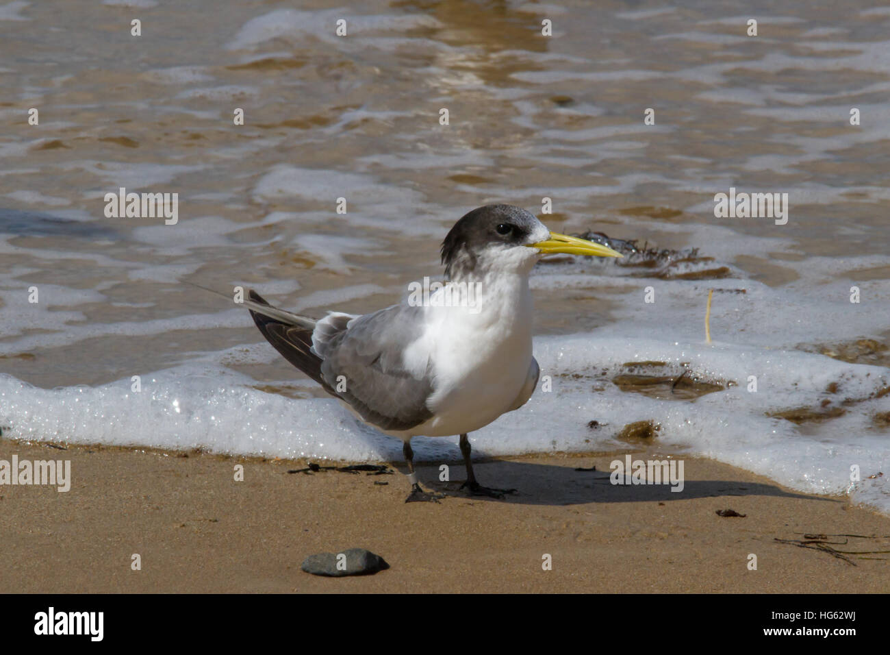 Crested Tern Stock Photos & Crested Tern Stock Images - Alamy