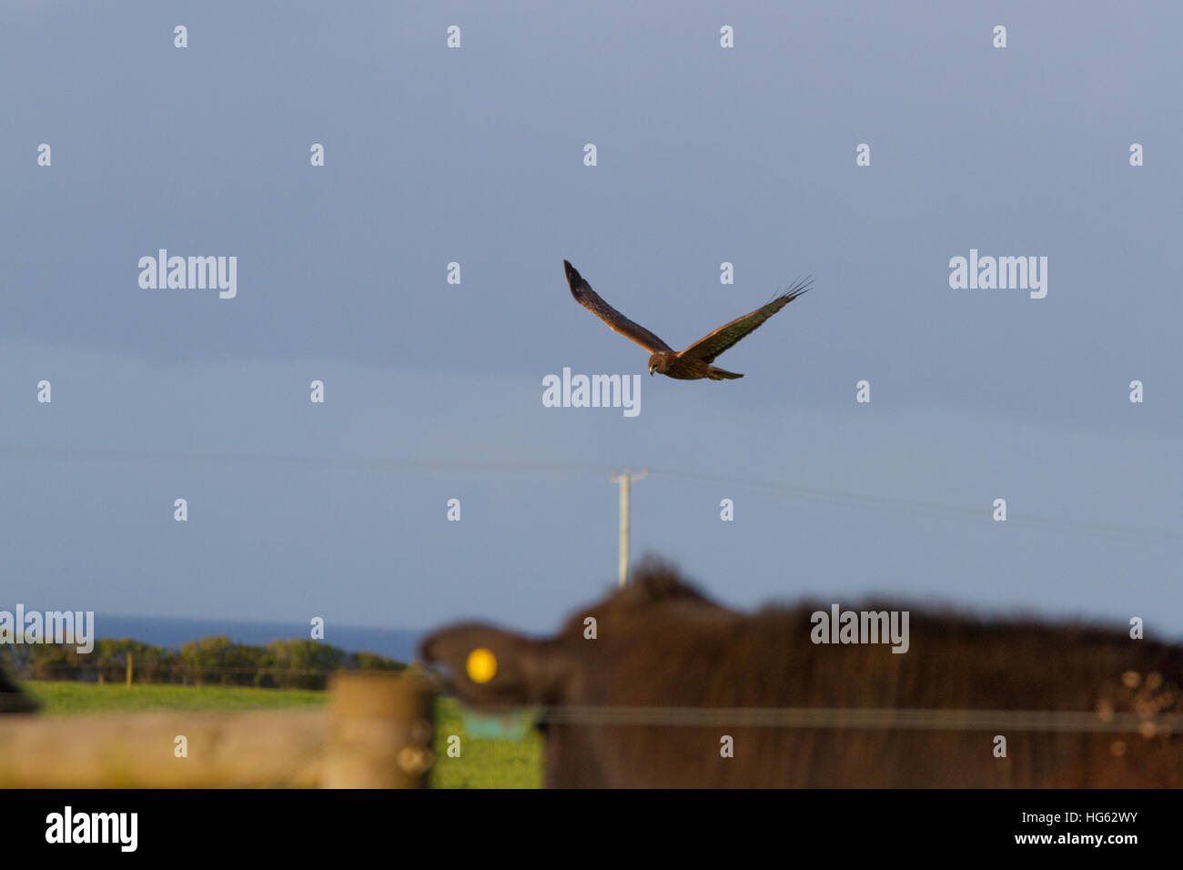 Swamp Harrier (Circus approximans) in flight Stock Photo - Alamy