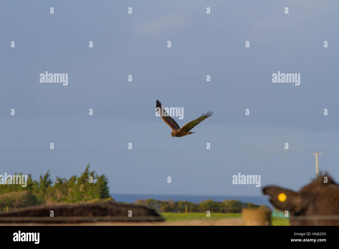 Swamp Harrier (Circus approximans) in flight Stock Photo - Alamy