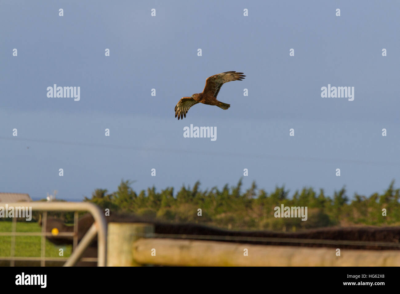Australian harrier hi-res stock photography and images - Alamy