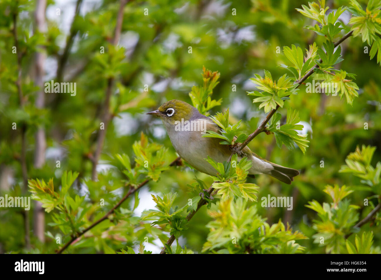 Australian silvereye bird hi-res stock photography and images - Alamy