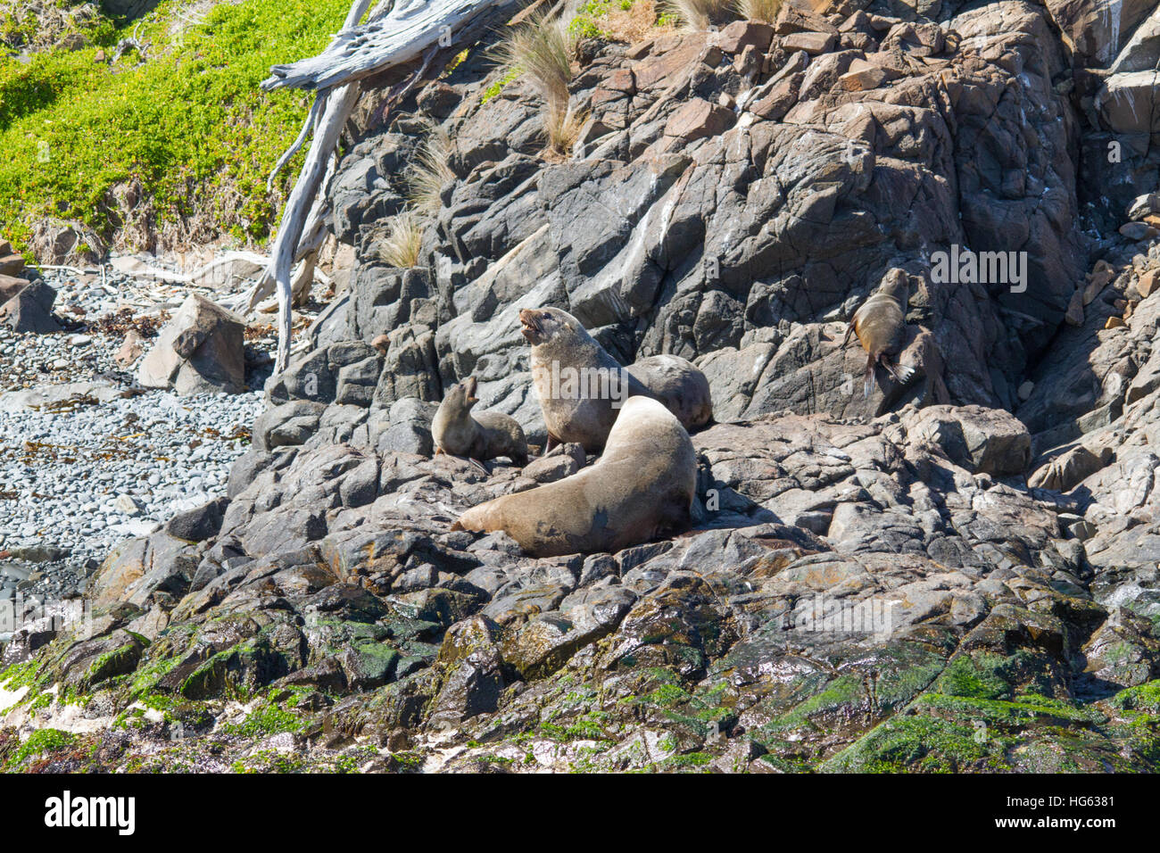 Brown Fur Seal (Arctocephalus pusillus), also known as the Cape Fur ...