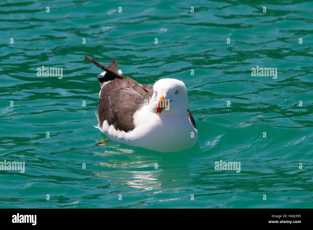 Larus pacificus pacific gull hi-res stock photography and images - Alamy
