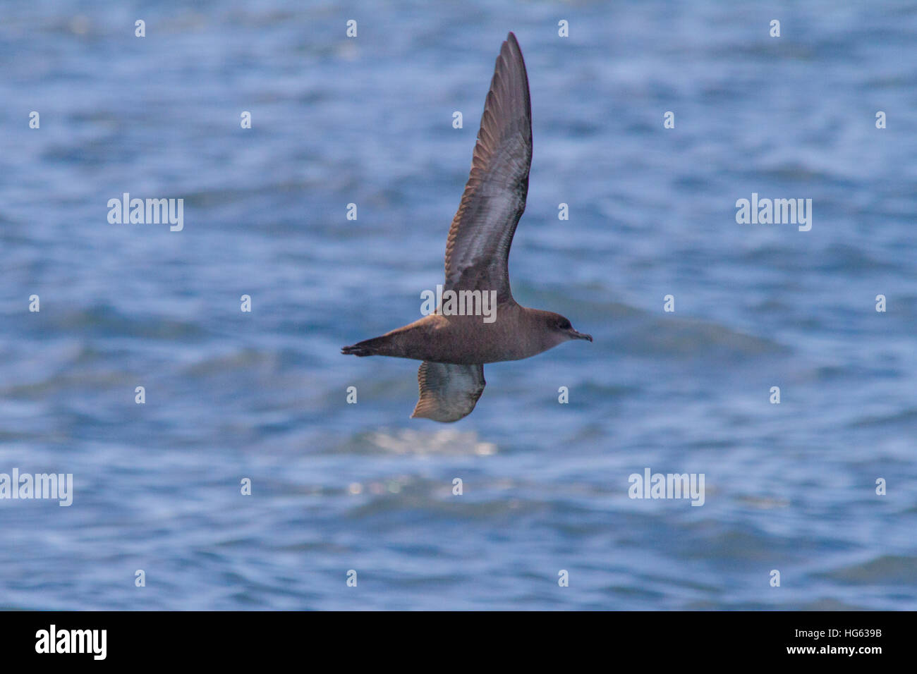 Short tailed shearwater australia hi-res stock photography and images ...