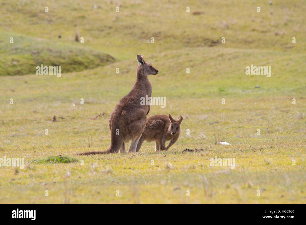 Eastern Grey kangaroo (Macropus giganteus) it is also known as the ...