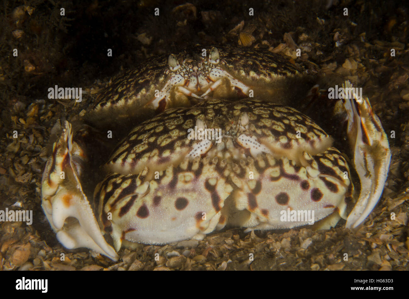 A pair of crabs mating, West Palm Beach, Florida Stock Photo - Alamy