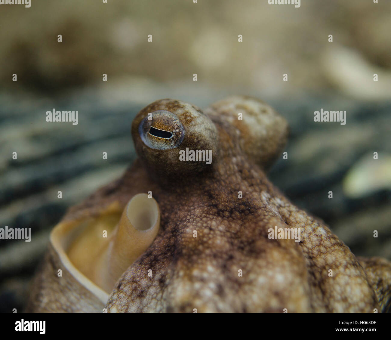 Octopus eyeballs hi-res stock photography and images - Alamy