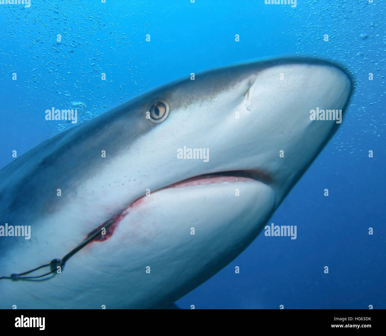 A Caribbean reef shark with a hook embedded in its mouth Stock Photo ...