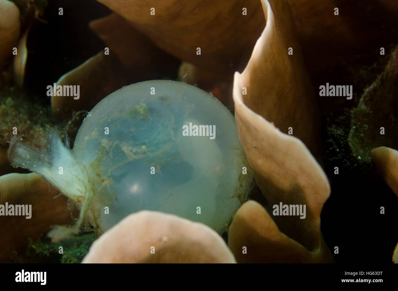 An egg with a developing cuttlefish inside, Sulawesi, Indonesia Stock ...