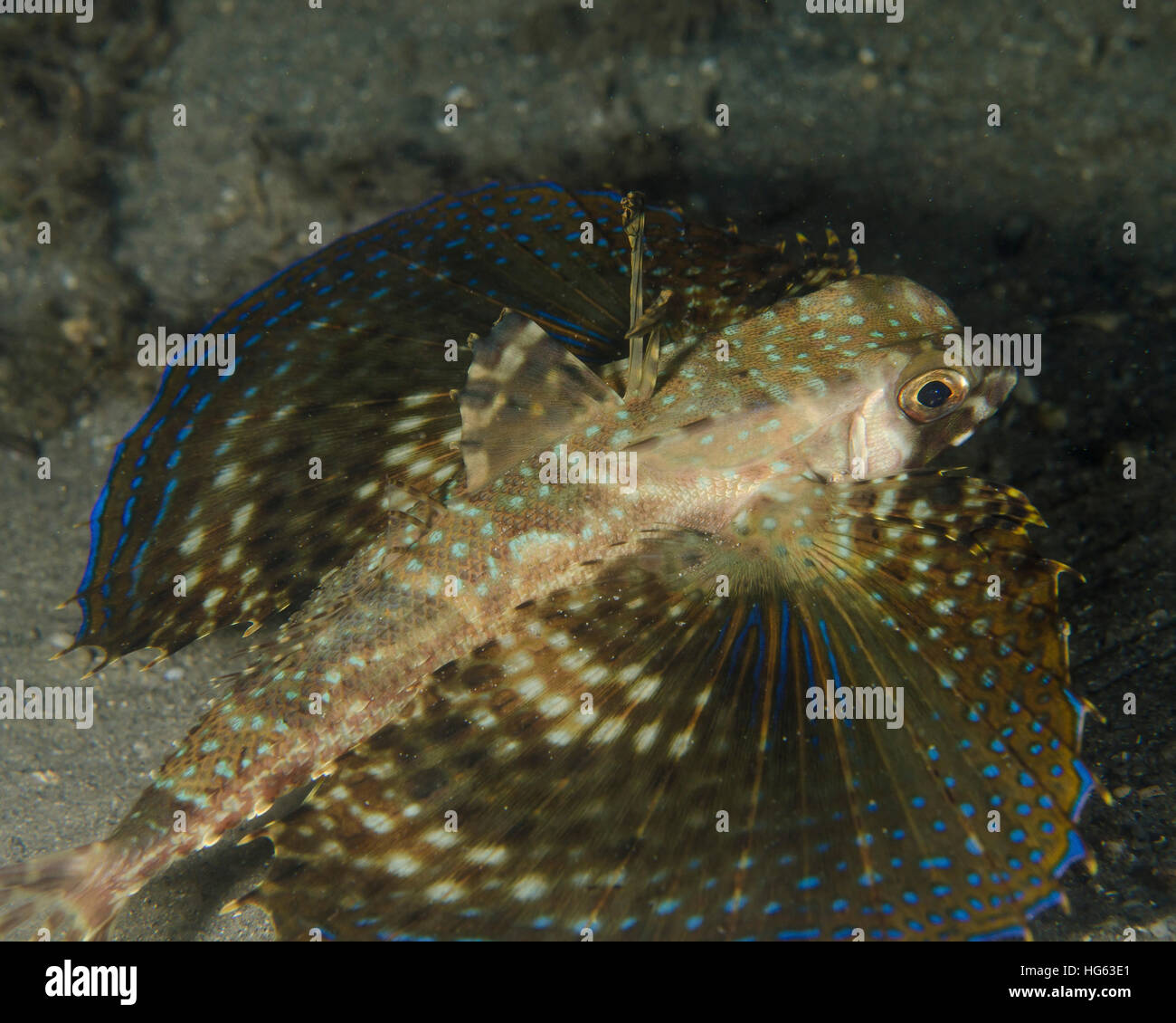 A flying gurnard with wings open in West Palm Beach, Florida Stock ...