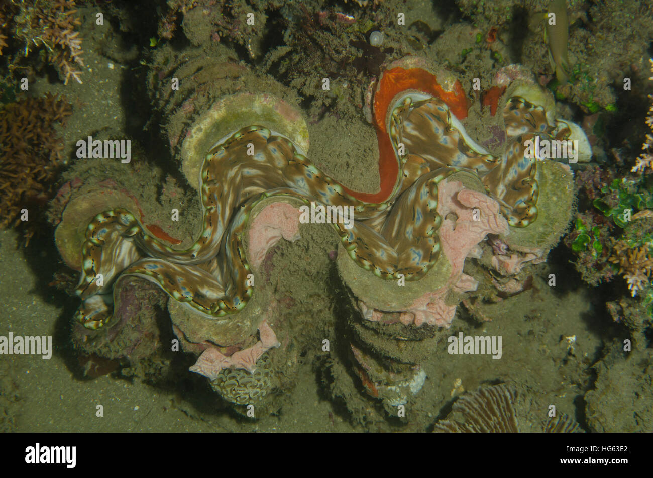 A giant clam (Tridacna gigas) in Indonesia Stock Photo - Alamy