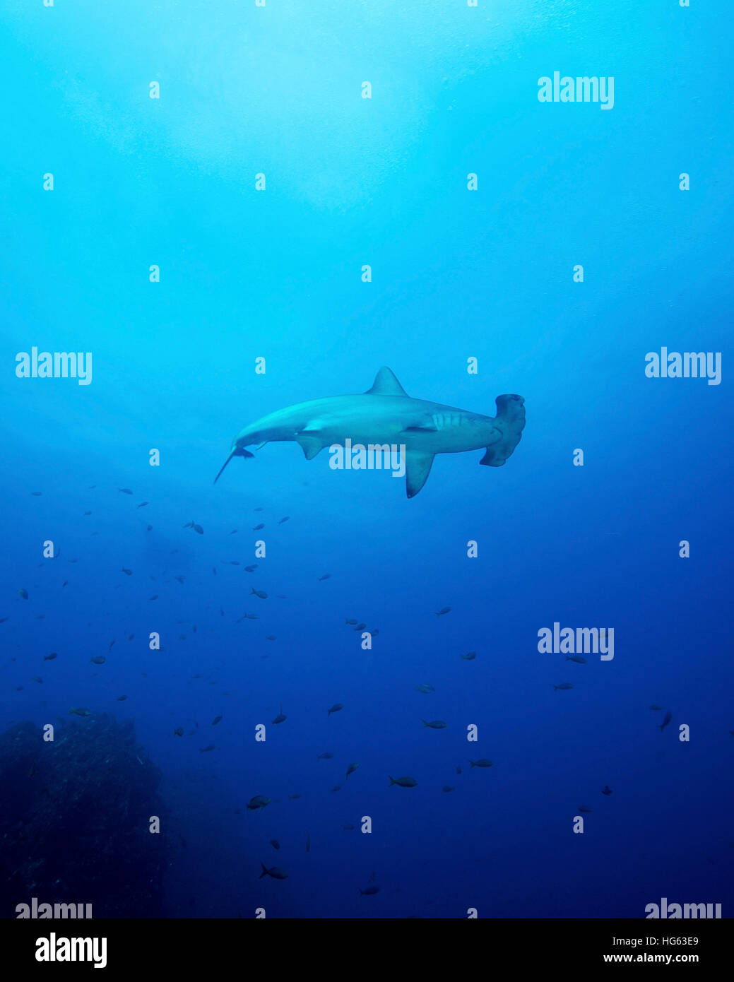A scalloped hammerhead shark at Socorros Island in Mexico Stock Photo ...