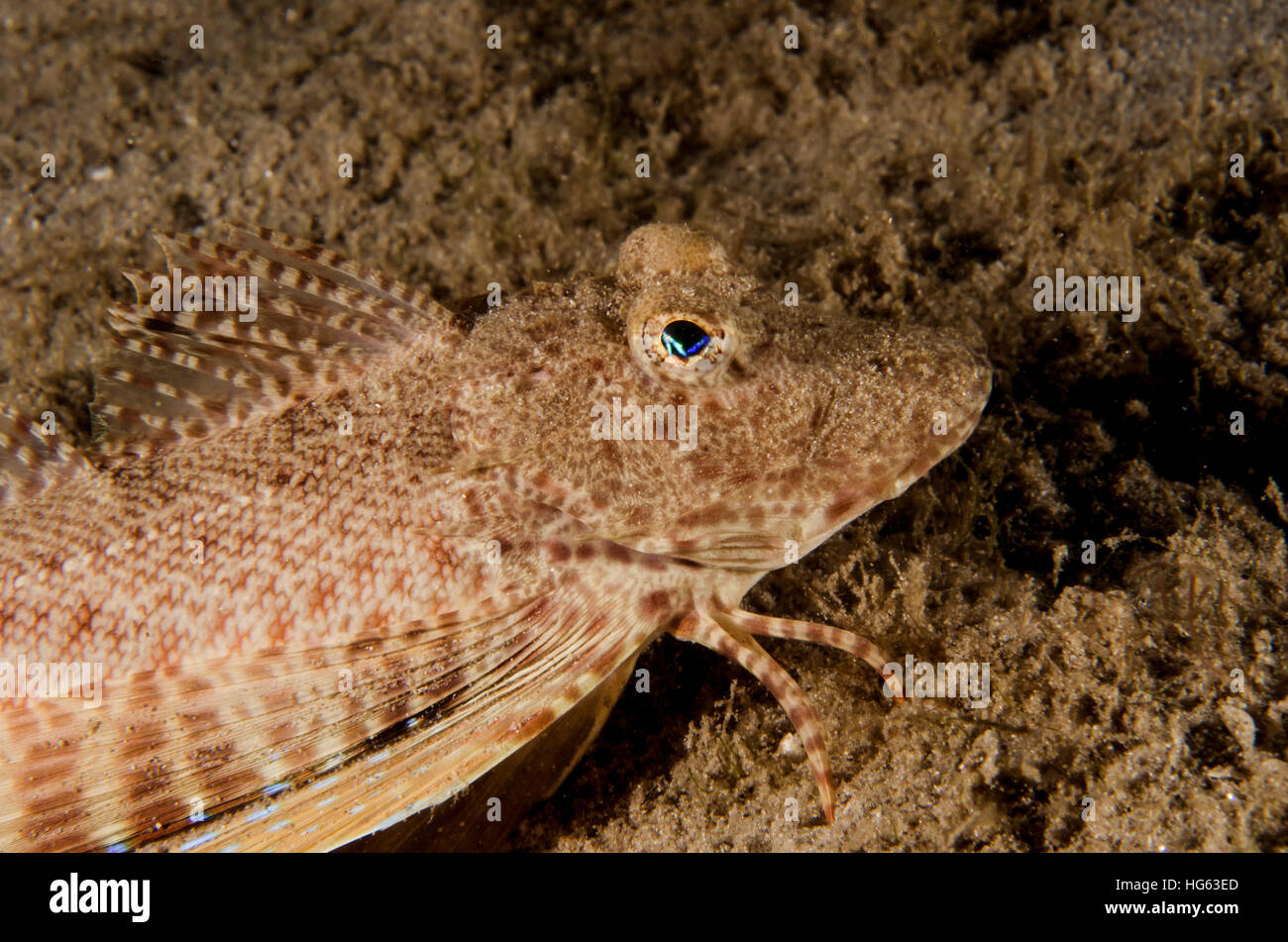 Sea Robin Florida