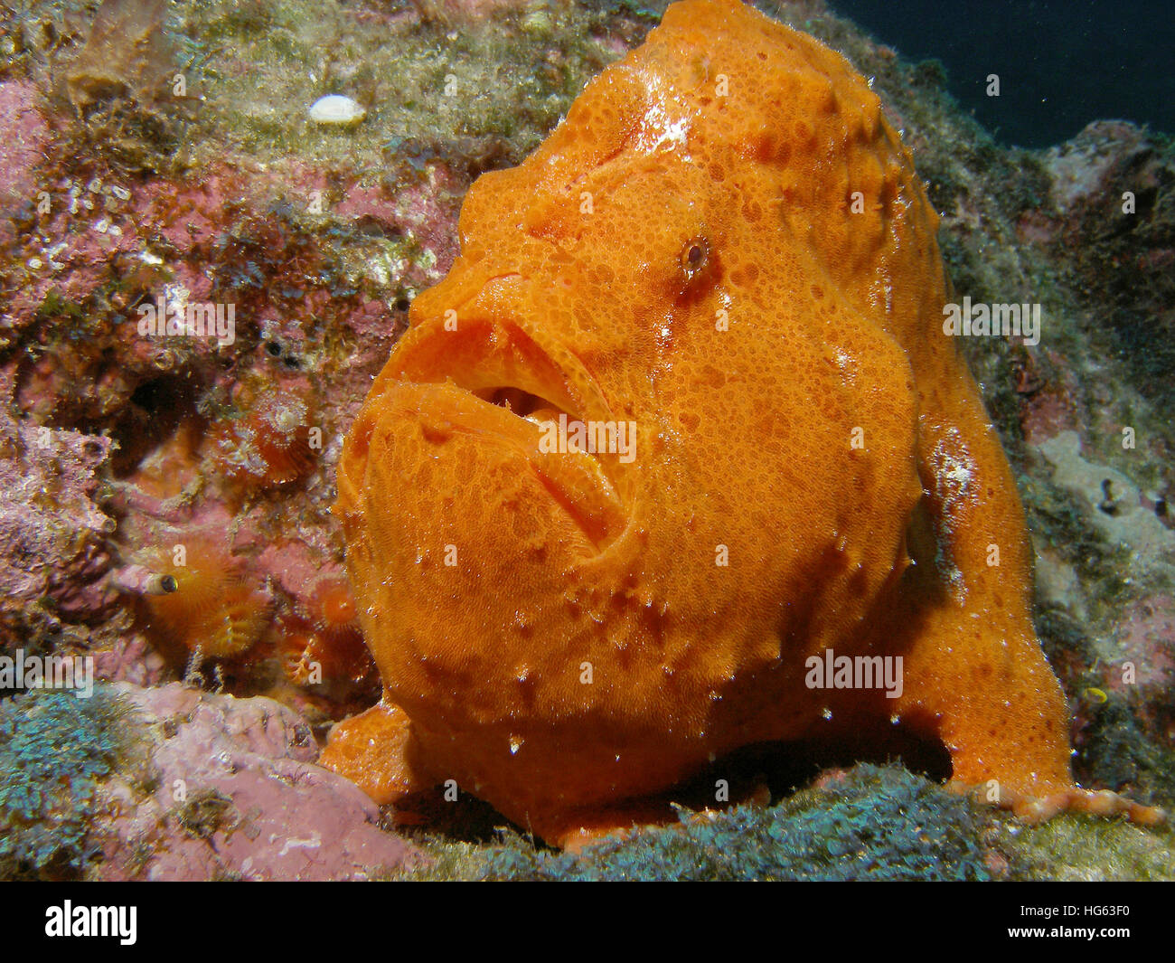 A large orange frogfish at Cocos Island in Costa Rica Stock Photo - Alamy