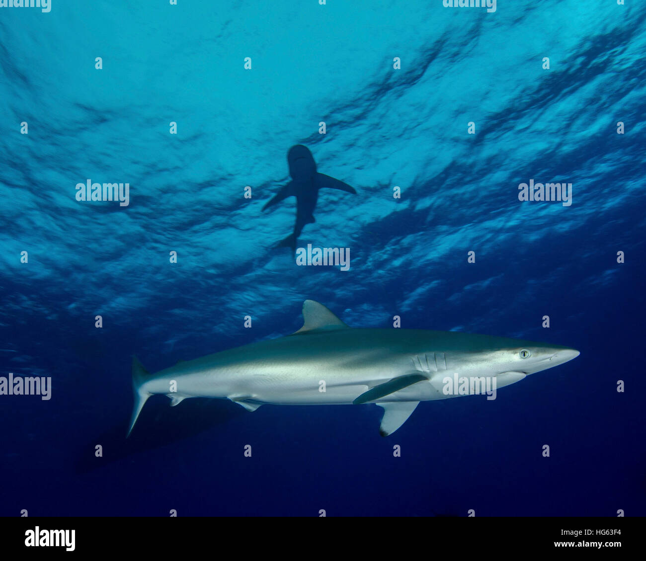 A silky shark at Cat Island in the Bahamas Stock Photo - Alamy