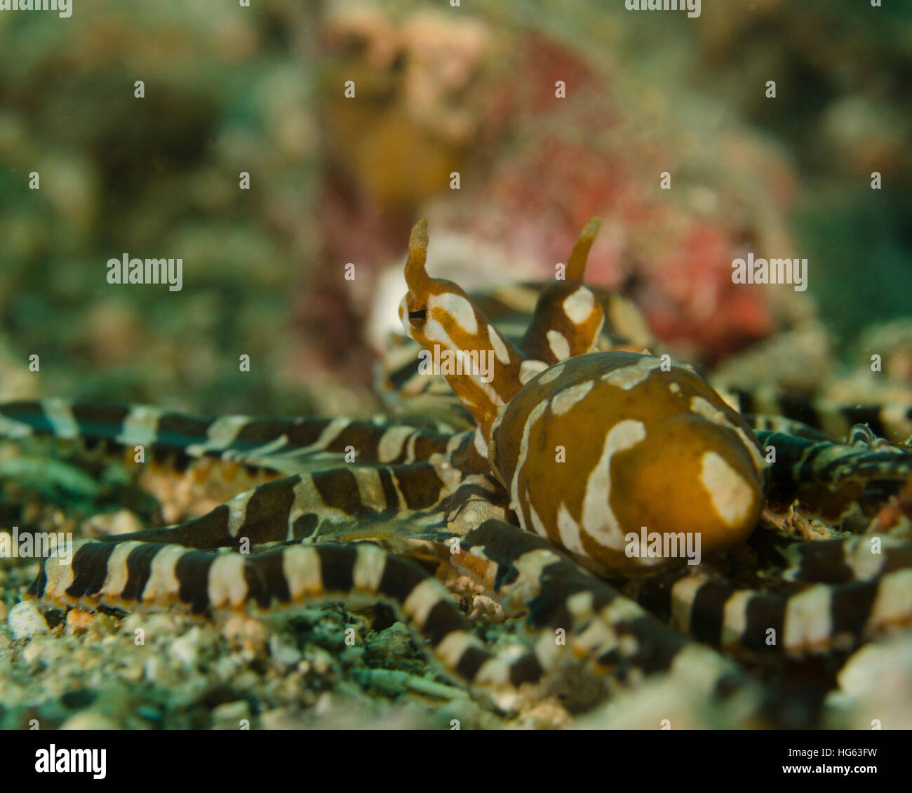 A wonderpus octopus in Indonesia Stock Photo - Alamy