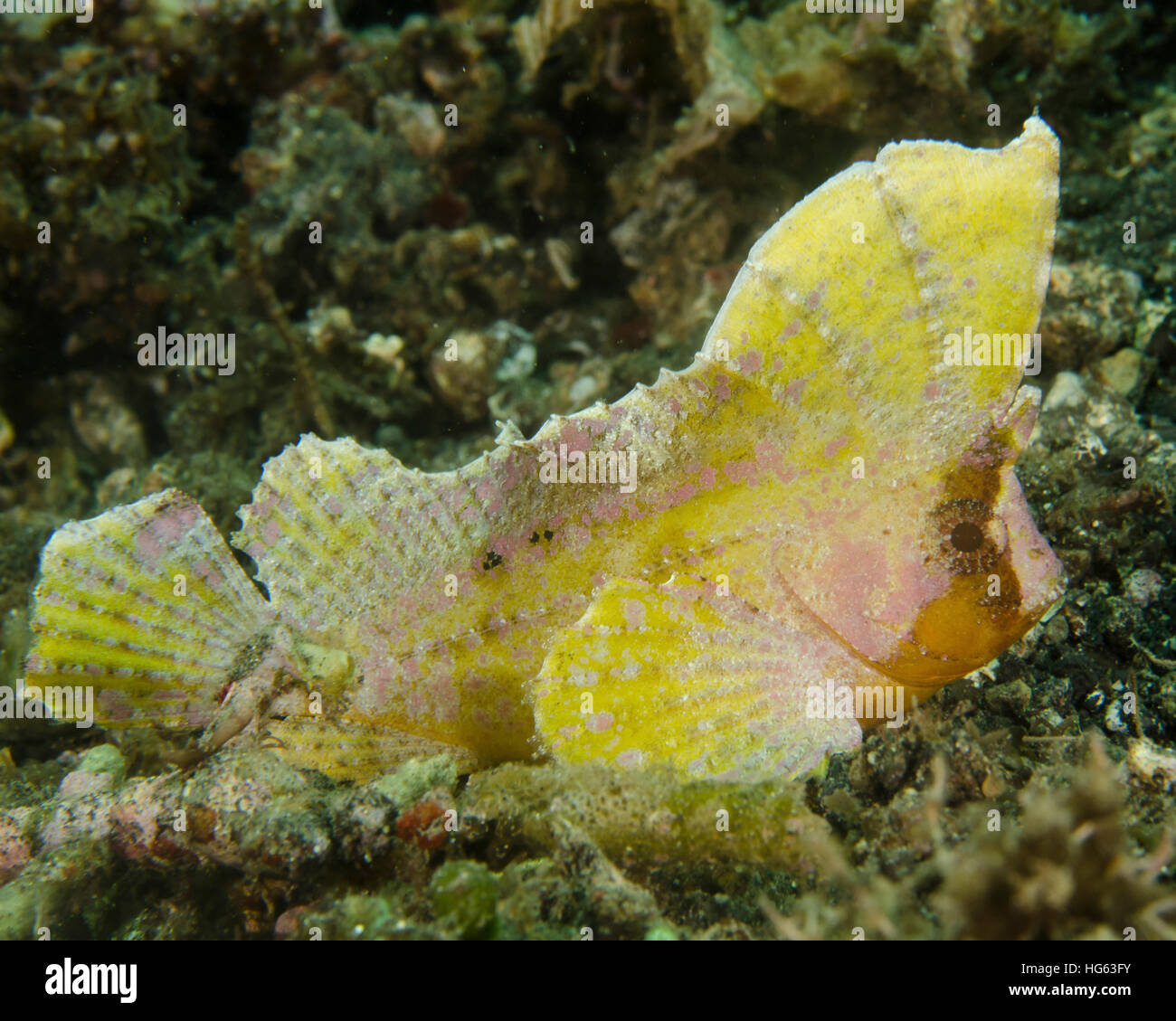 A yellow colored spiny waspfish in Indonesia Stock Photo - Alamy
