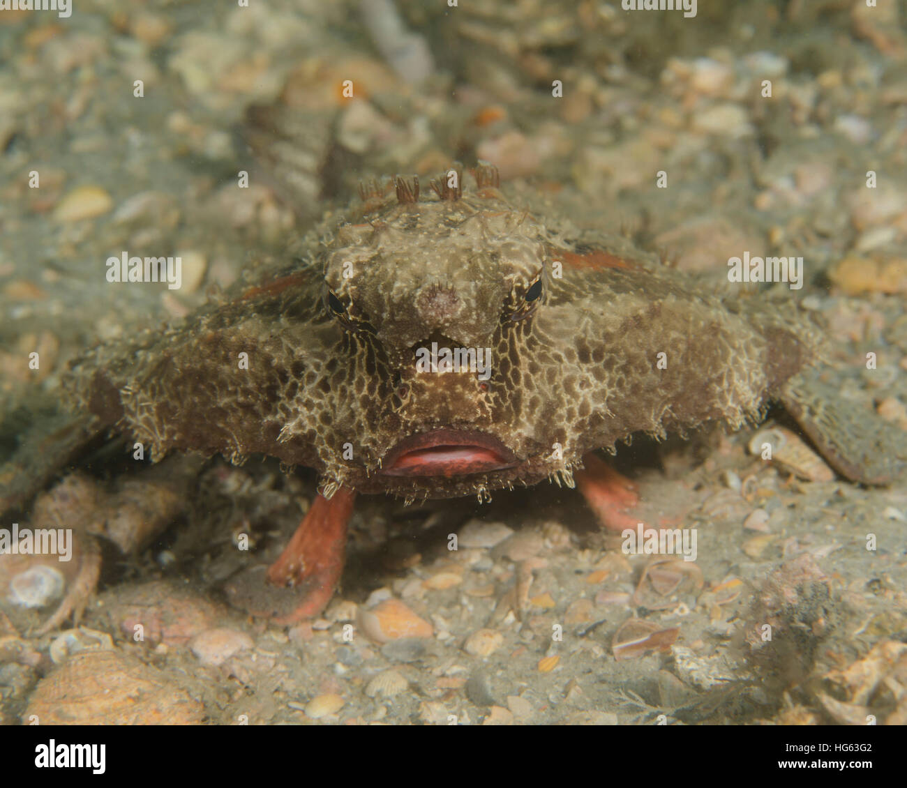 A polka-dot batfish (Ogcocephalus radiatus) in West Palm Beach, Florida ...