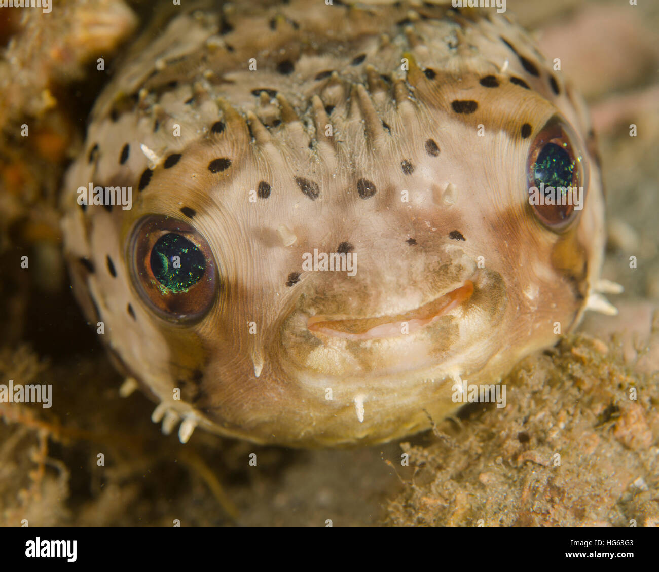 A balloonfish (Diodon holocanthus) at West Palm Beach, Florida Stock ...