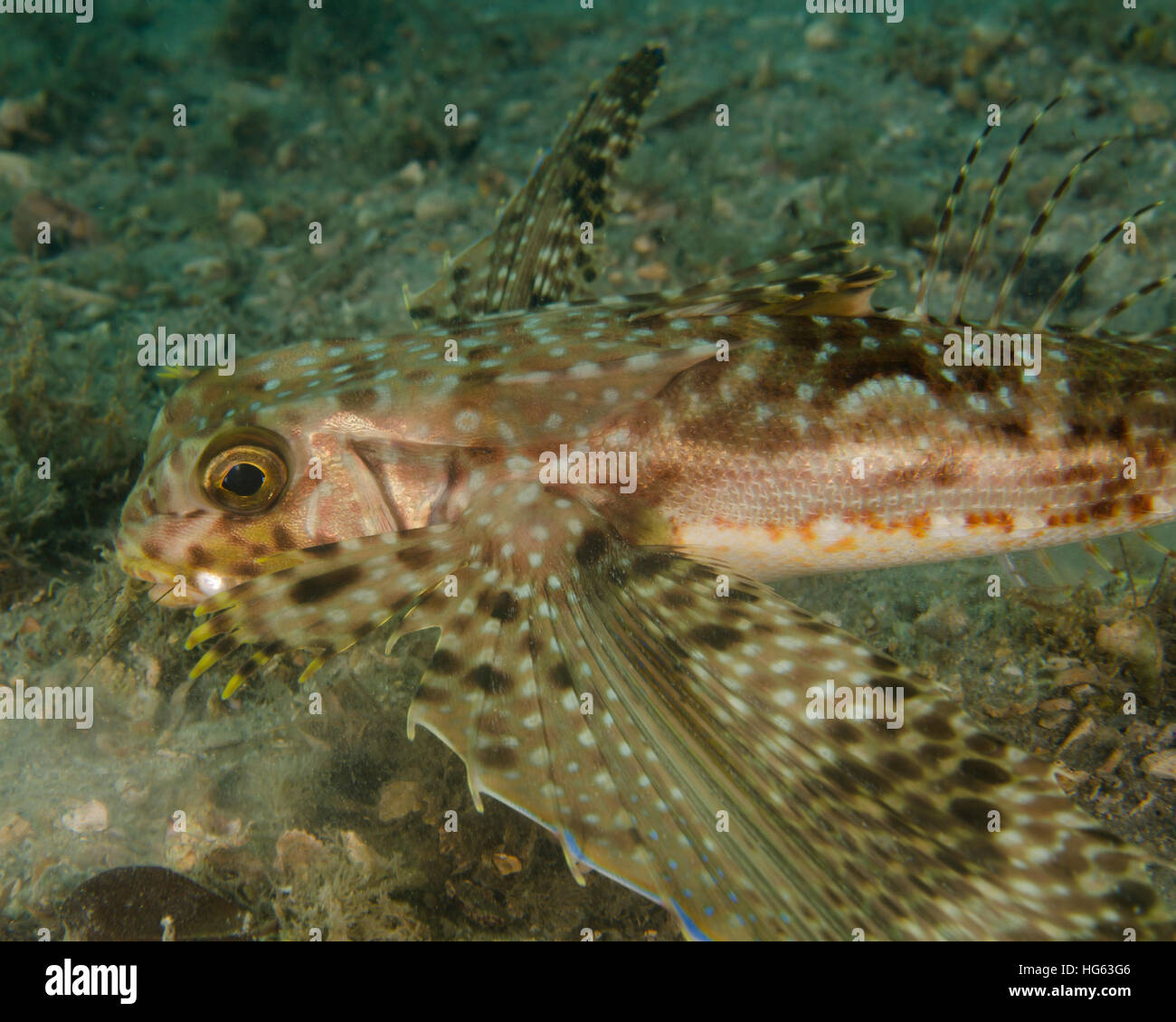 A flying gurnard, West Palm Beach, Florida Stock Photo - Alamy