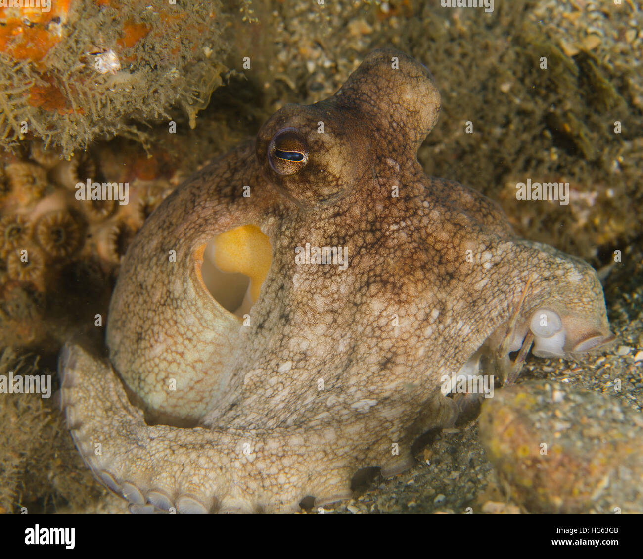 A common octopus (Octopus vulgaris) in West Palm Beach, Florida Stock ...