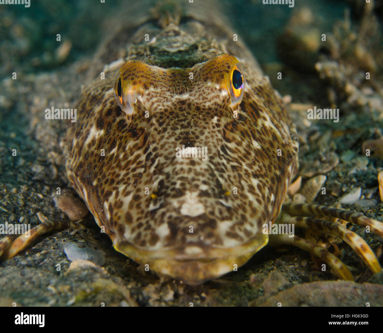 A leopard sea robin (Prionotus scitulus) in West Palm Beach, Florida ...
