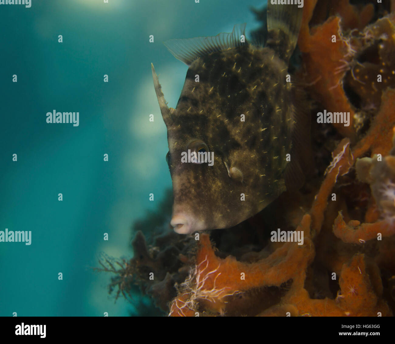 Planehead filefish stephanolepis hispidus hi-res stock photography and ...