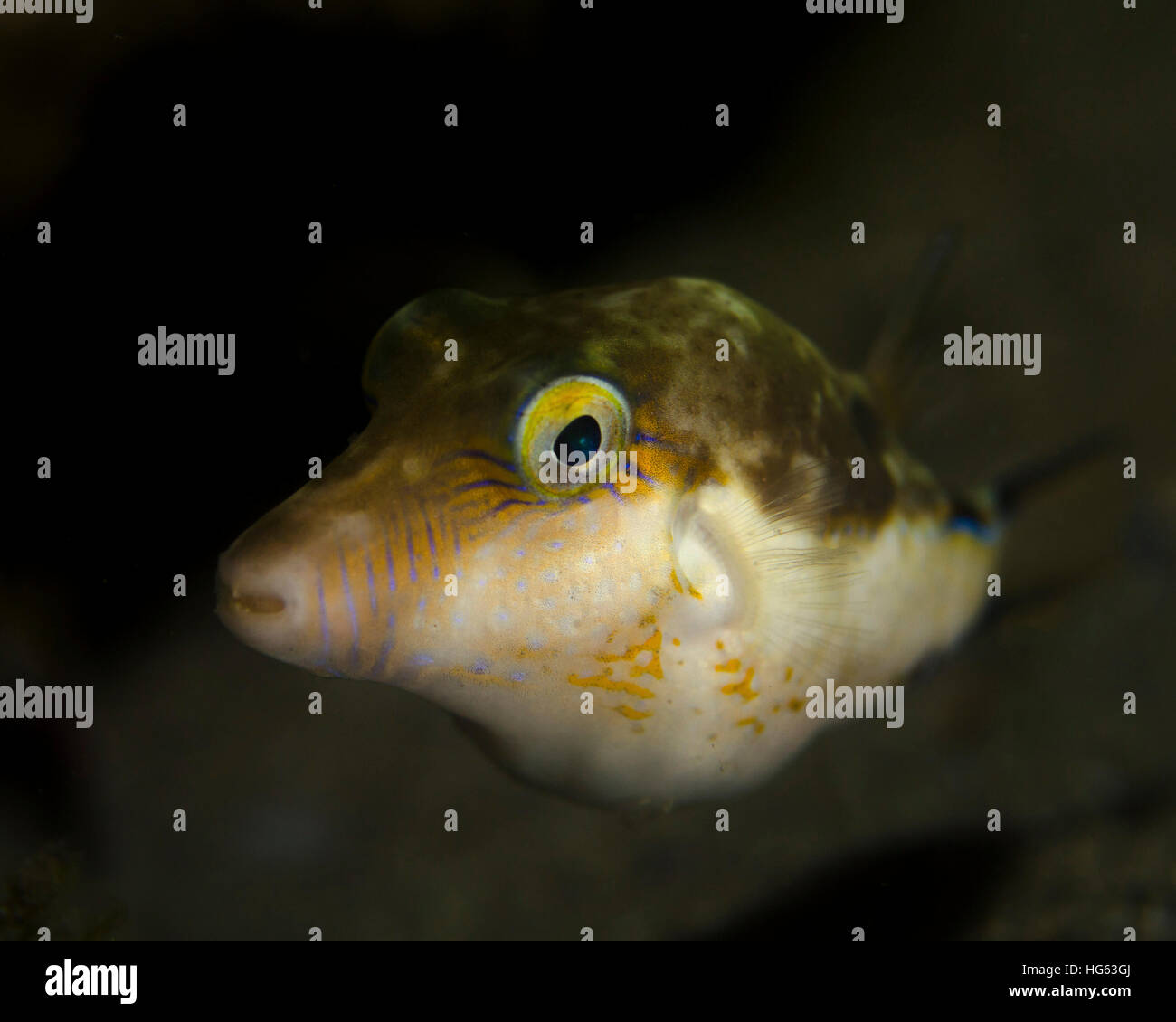 A sharpnose puffer (Canthigaster rostrata) in West Palm Beach, Florida ...