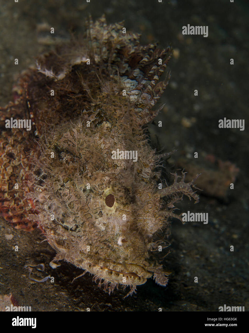 A spotted scorpionfish in West Palm Beach, Florida Stock Photo - Alamy