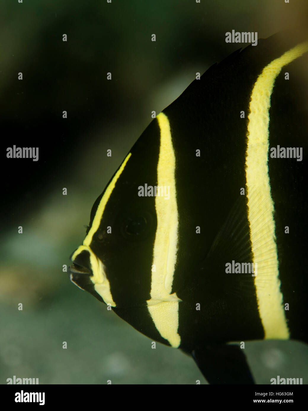 A juvenile gray angelfish in West Palm Beach, Florida Stock Photo - Alamy