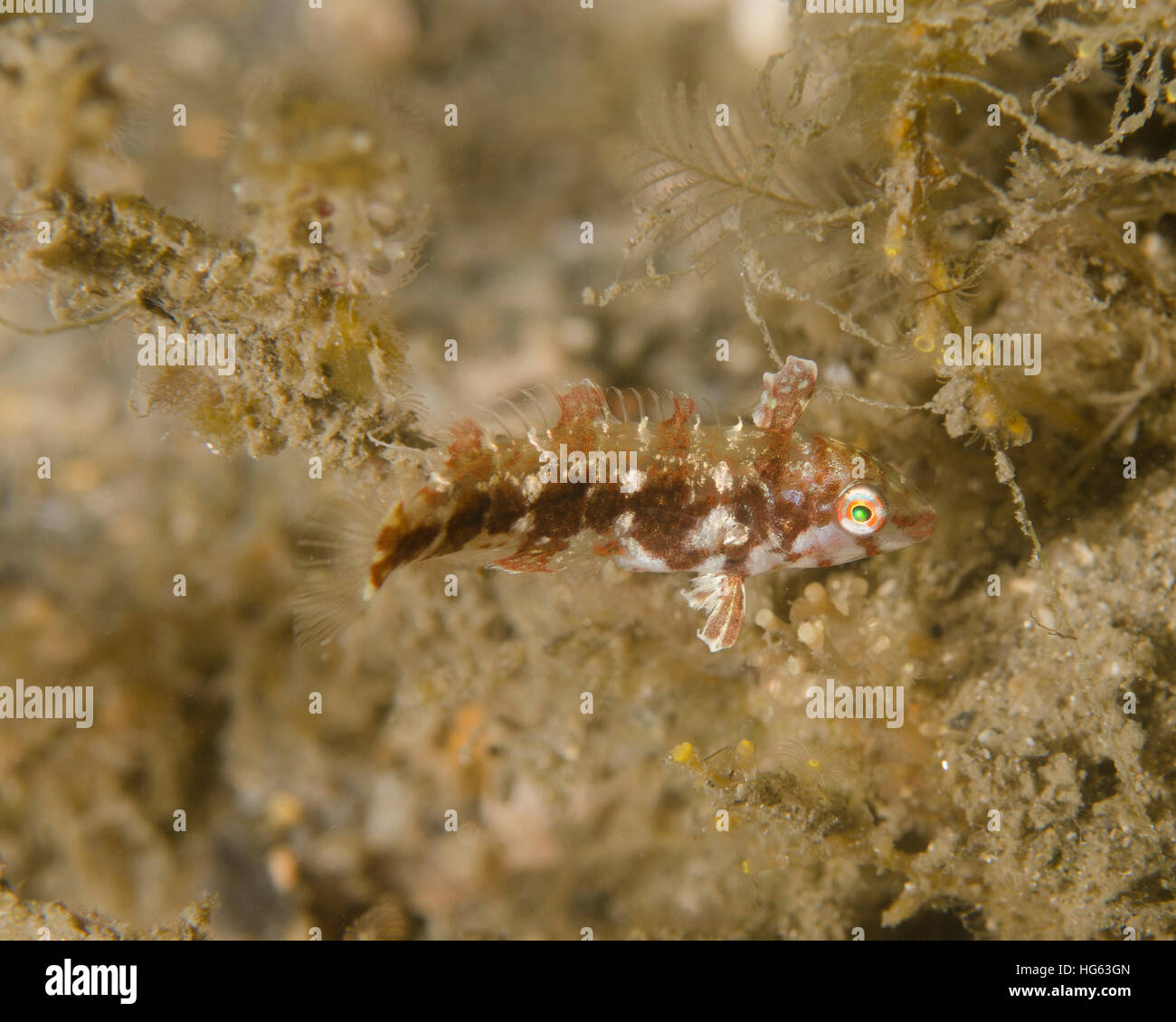Green razorfish hi-res stock photography and images - Alamy