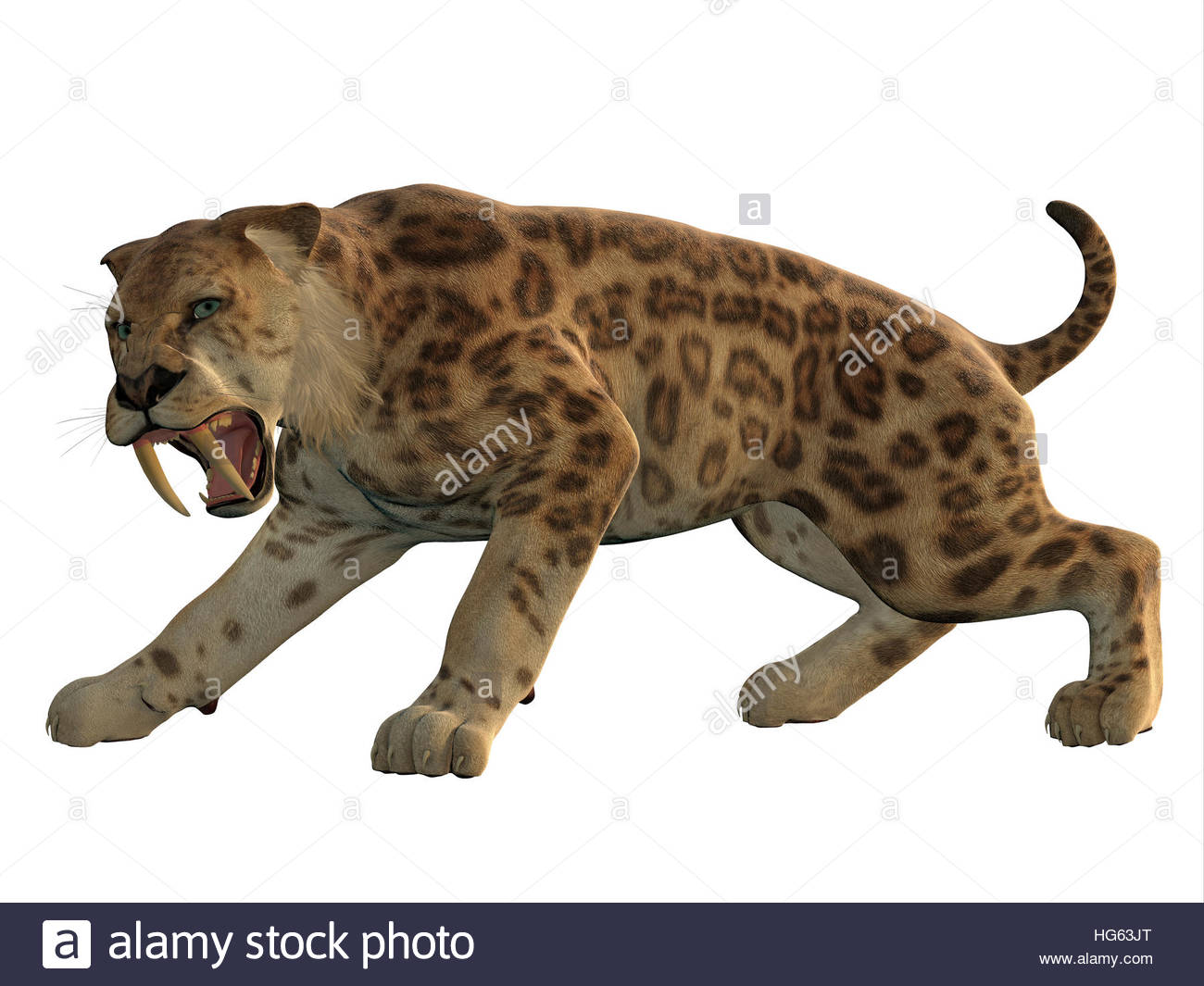 An angry saber-toothed tiger Stock Photo, Royalty Free Image: 130441664 ...